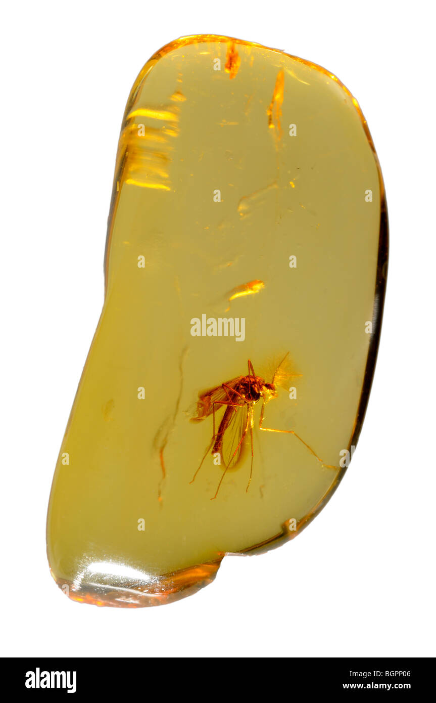 Prehistoric fly in Baltic Amber Stock Photo - Alamy