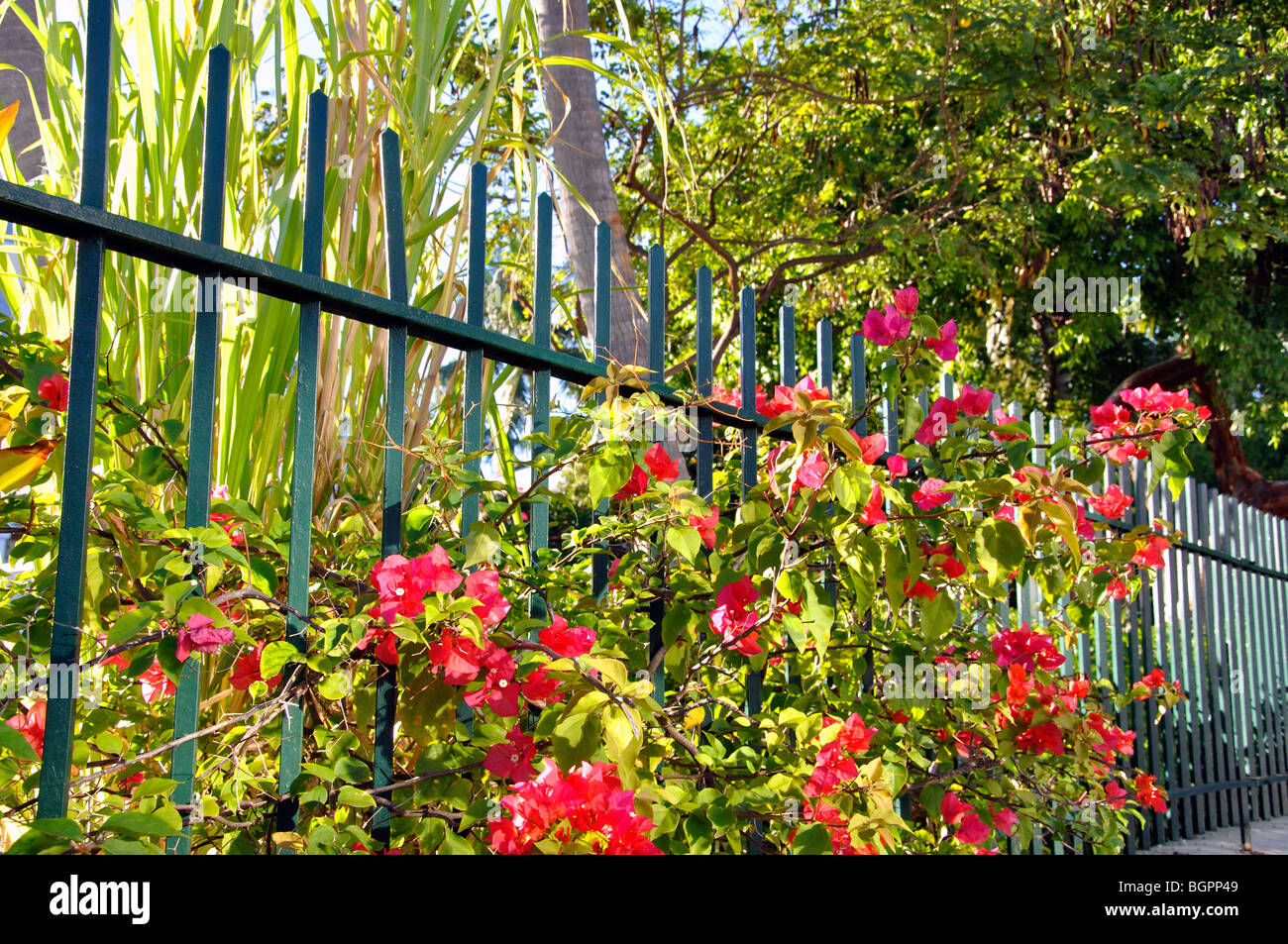 Fence and flowers, Key West, Florida, USA Stock Photo - Alamy