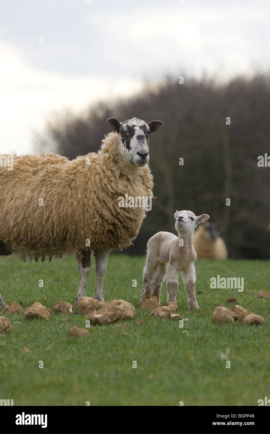Ewe & Lamb Stock Photo - Alamy