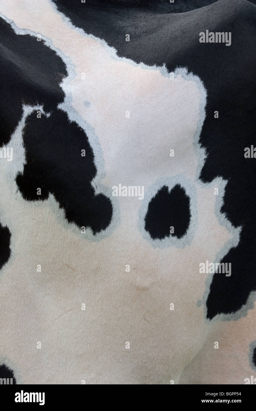 Patterns on a dairy cow Stock Photo - Alamy