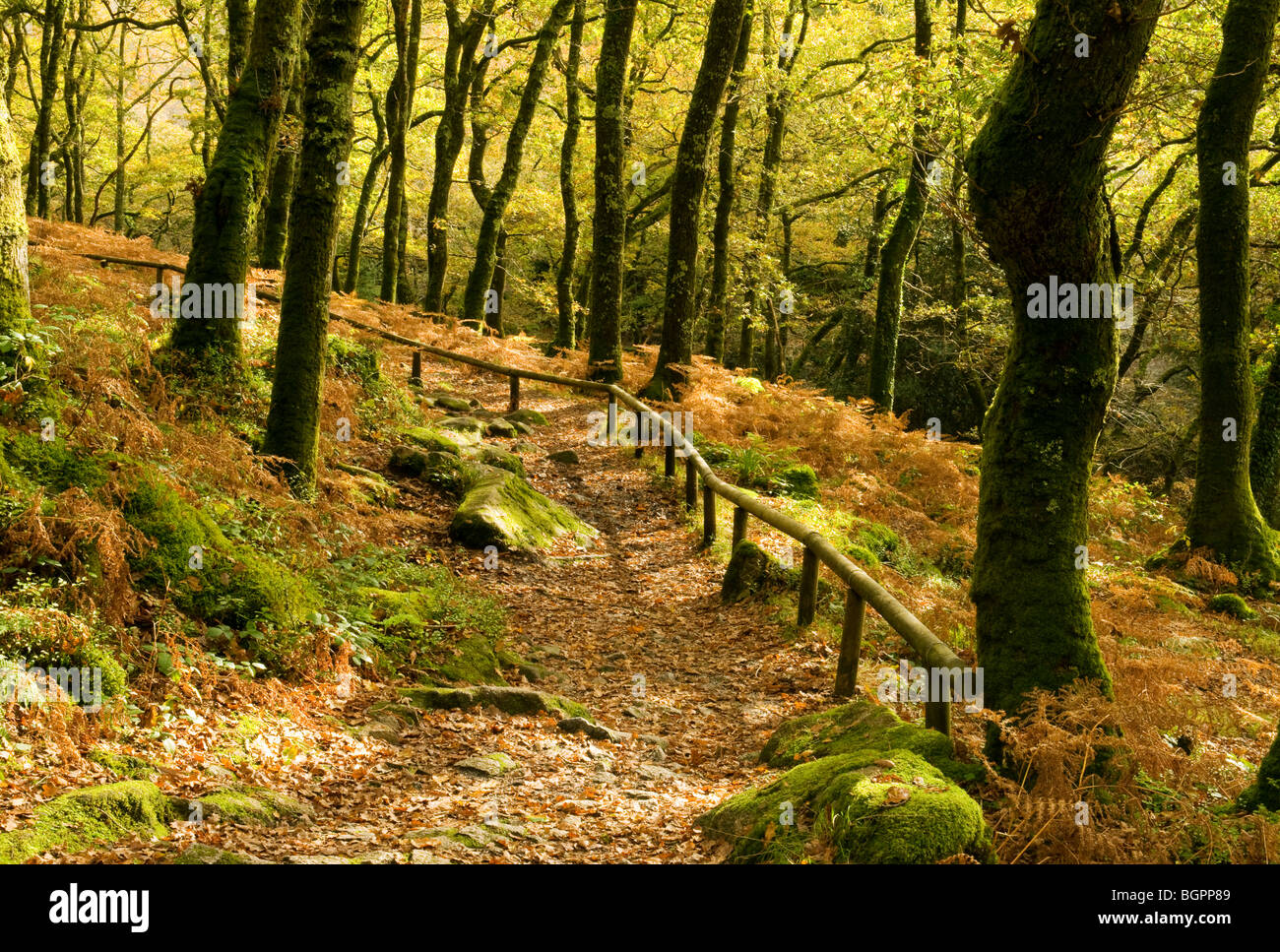 Path to Dewerstone granite climbing rockface, Dartmoor, Devon UK Stock ...