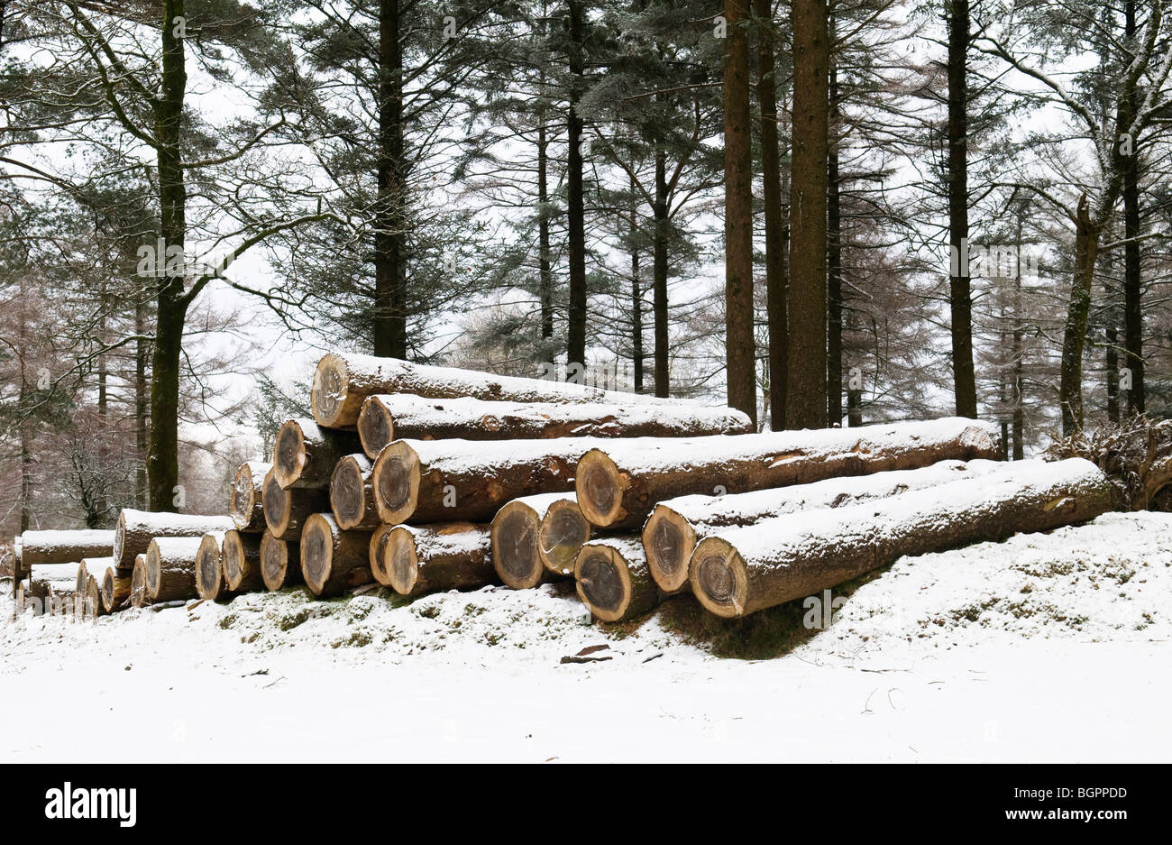 Light snow covering a pile of felled tree logs, Dartmoor, Devon UK ...