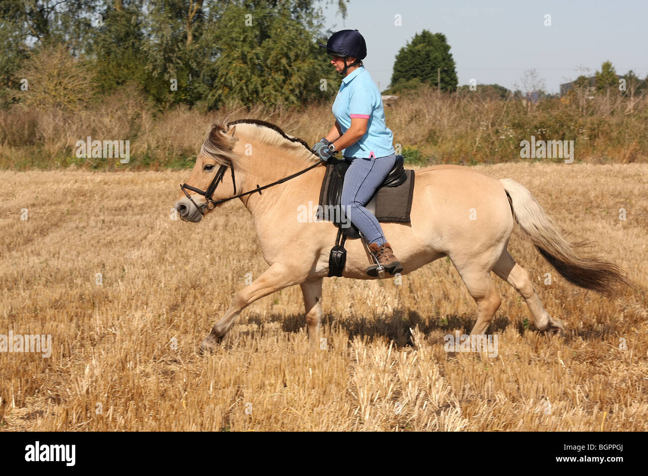 Fjord horse cantering Stock Photo - Alamy