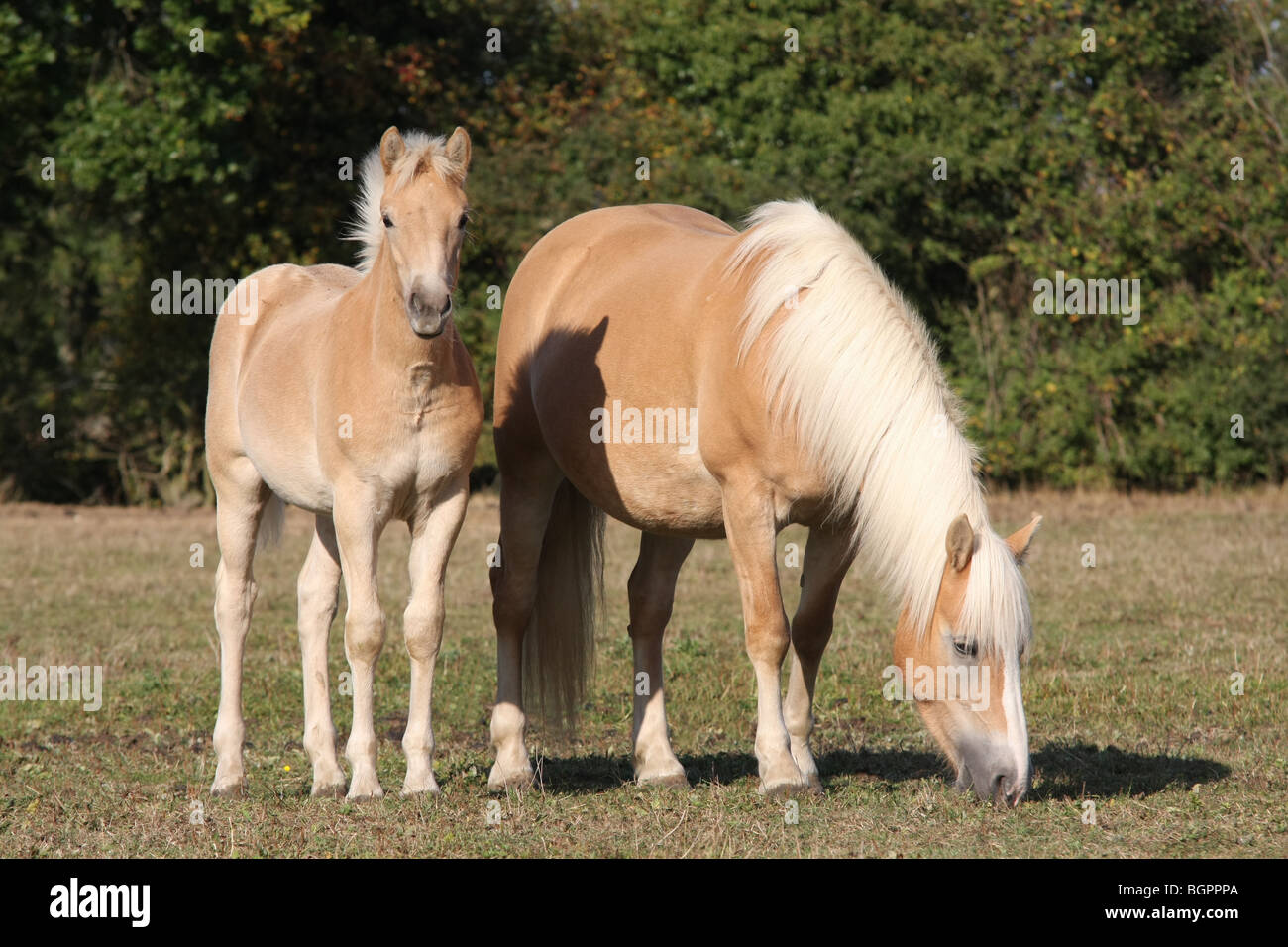 Pony haflingers hi-res stock photography and images - Alamy