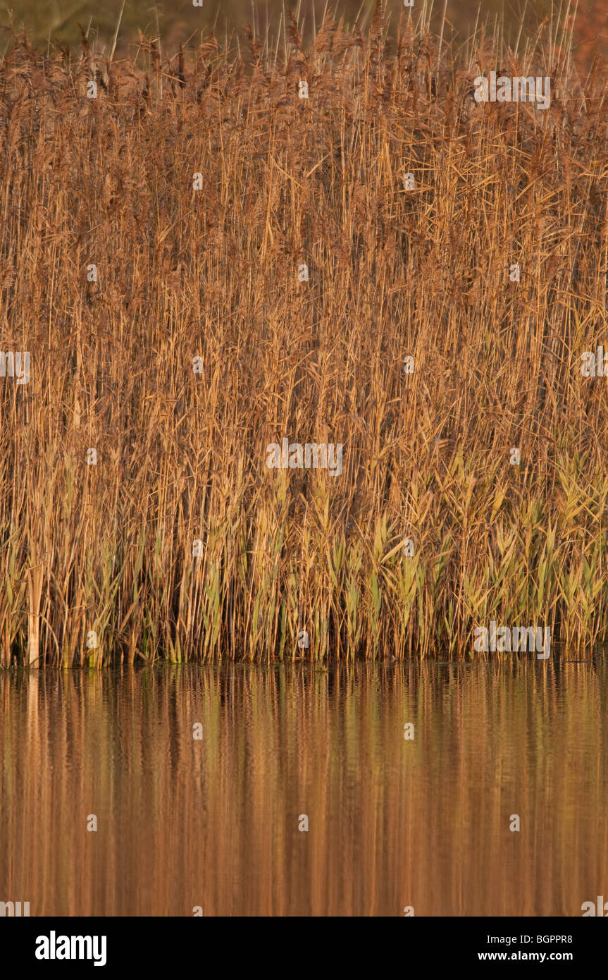 Reed sun hi-res stock photography and images - Alamy