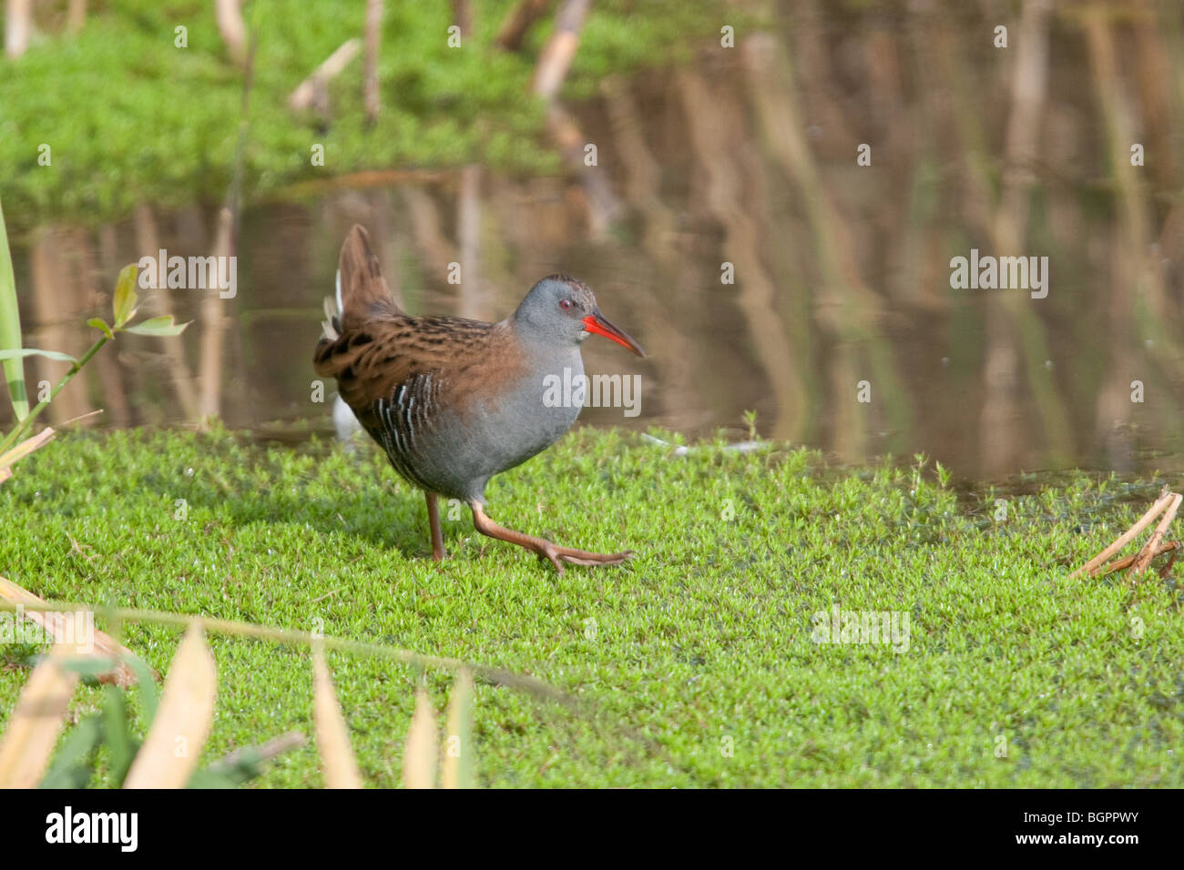Waterrail hi-res stock photography and images - Alamy