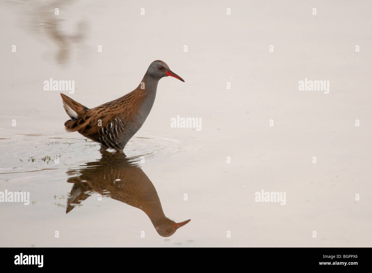 Water rail reflected in water Stock Photo - Alamy