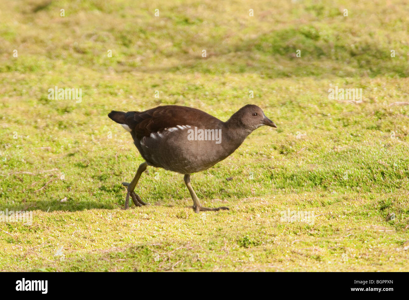 Female Moorhen