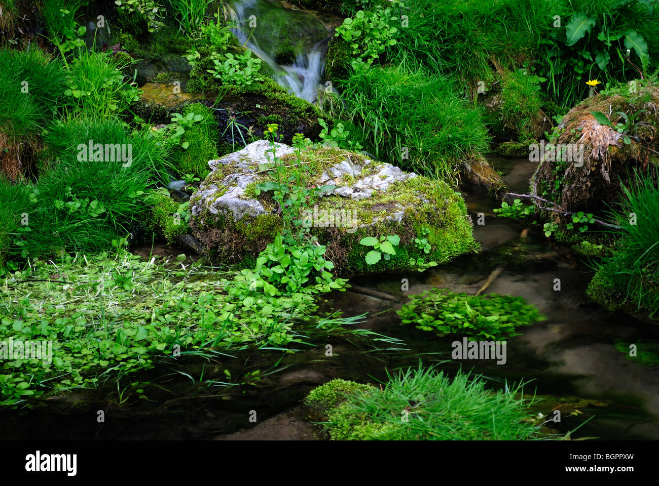 Groundwater spring on Gribben Creek Stock Photo - Alamy