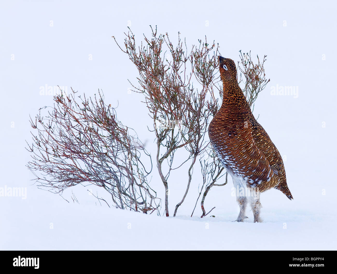 Red Grouse feeding in heather seeds in the snow on the Lammermuir Hills ...