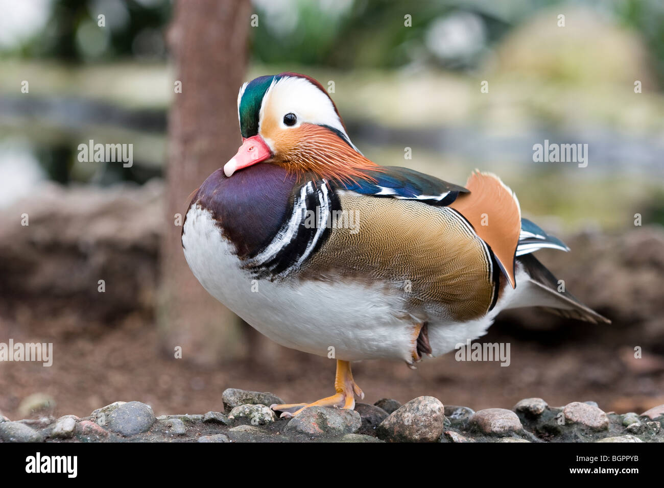 Mandarin duck standing on one leg with soft background Stock Photo - Alamy