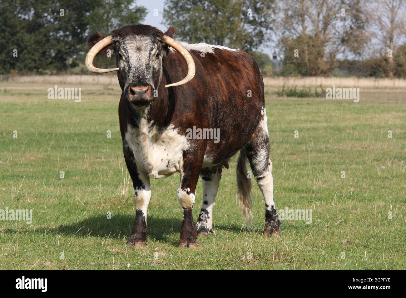 Longhorn beef cattle hi-res stock photography and images - Alamy
