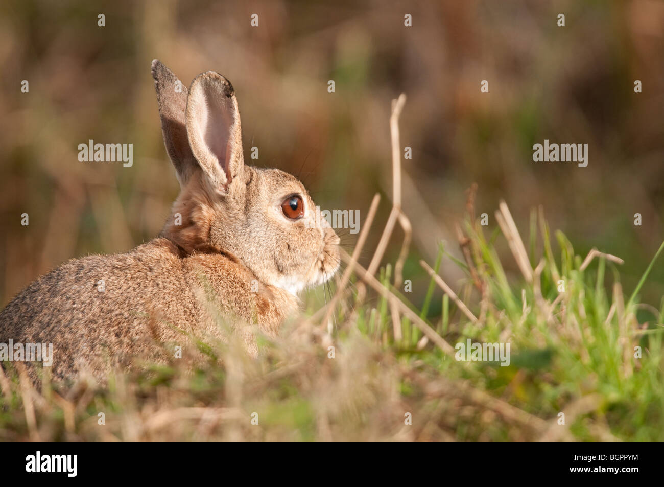 Wildlife rabbit hi-res stock photography and images - Alamy