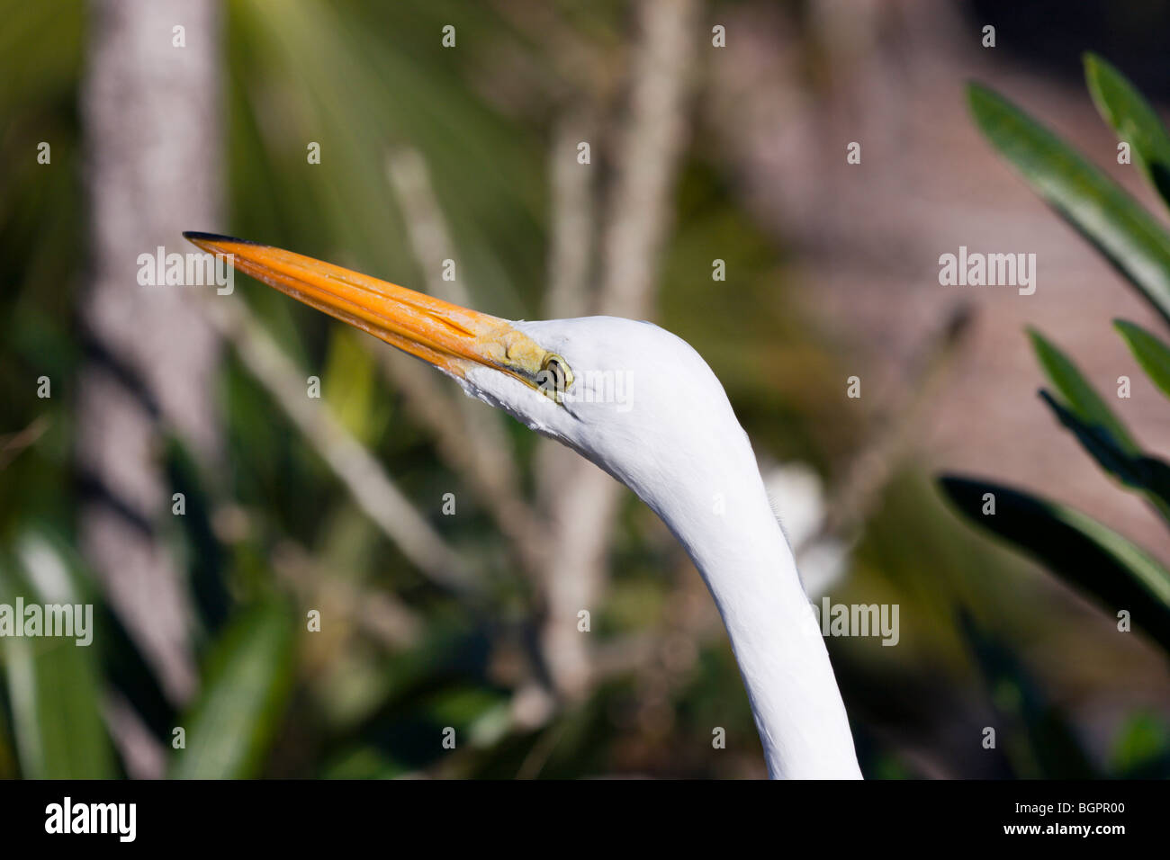 Close up/Portrait of a "white great egret" facing left with soft ...