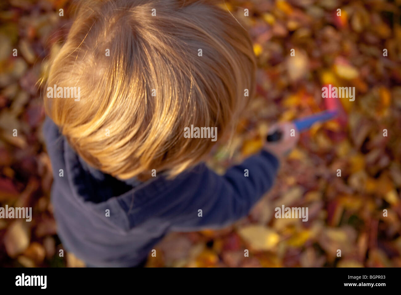 A young boy plays in fall leaves Stock Photo - Alamy