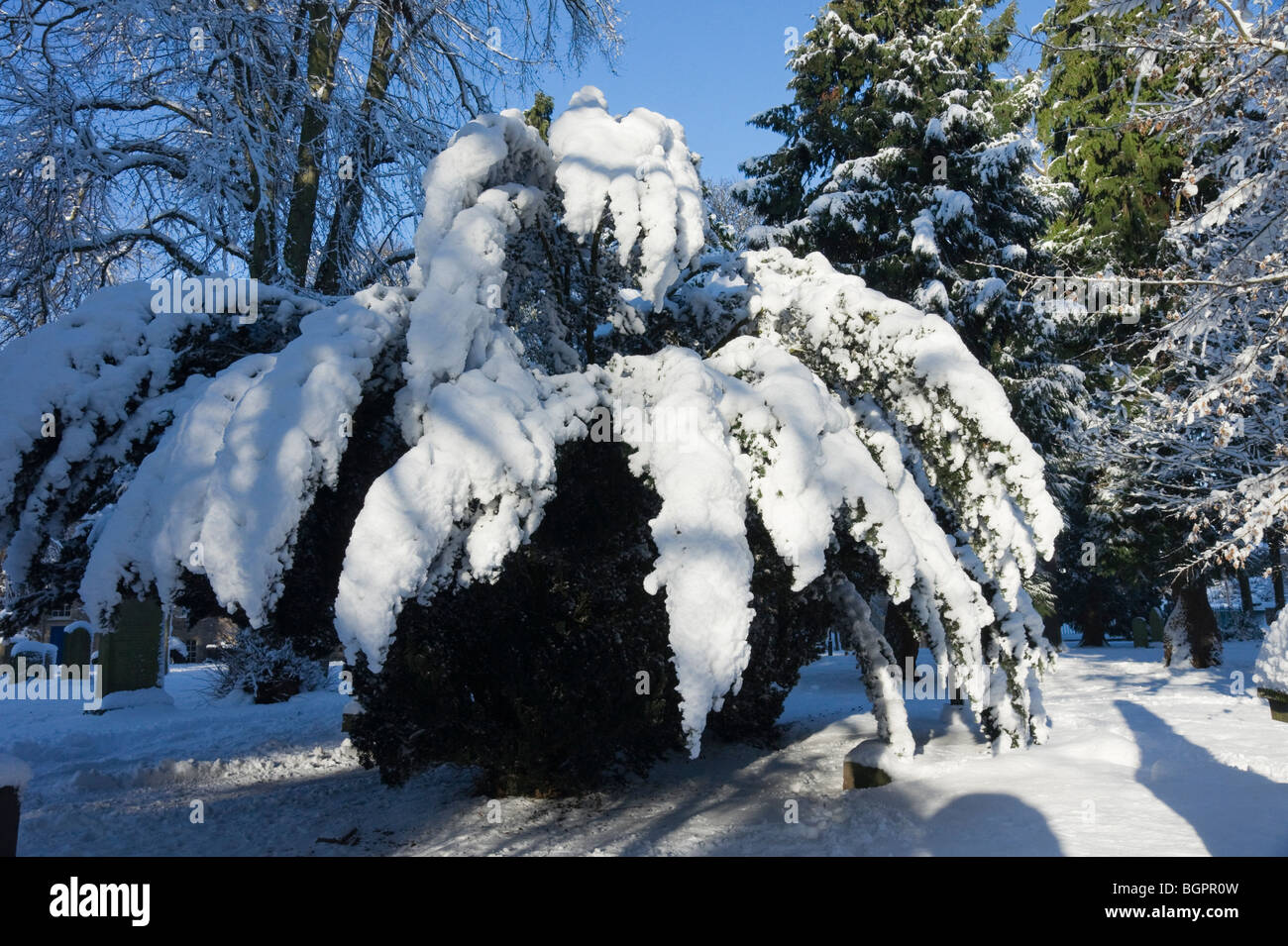 Yew tree in snow hi-res stock photography and images - Alamy