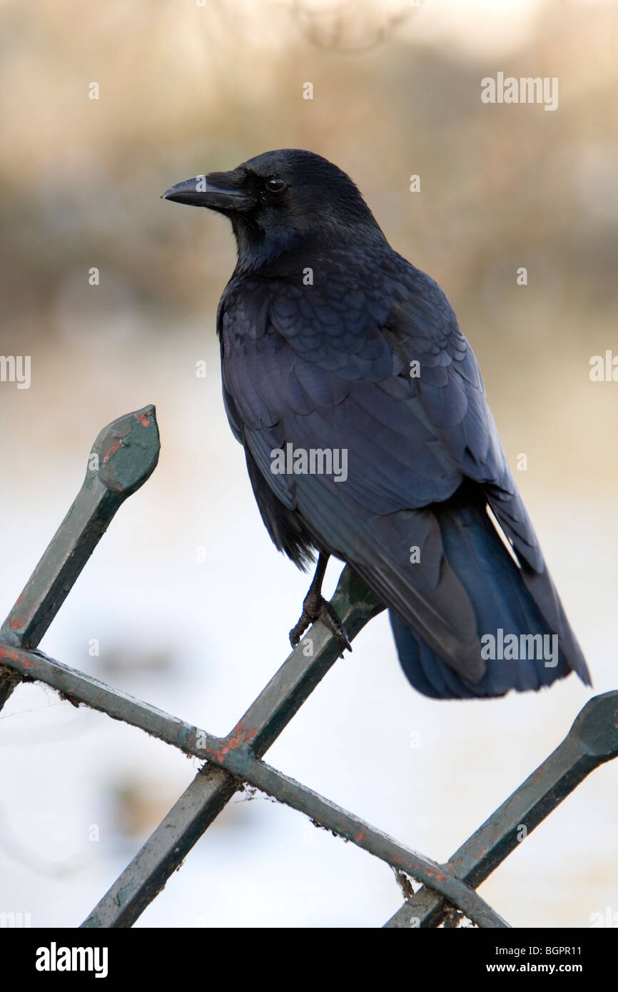 Tame crow High Resolution Stock Photography and Images - Alamy