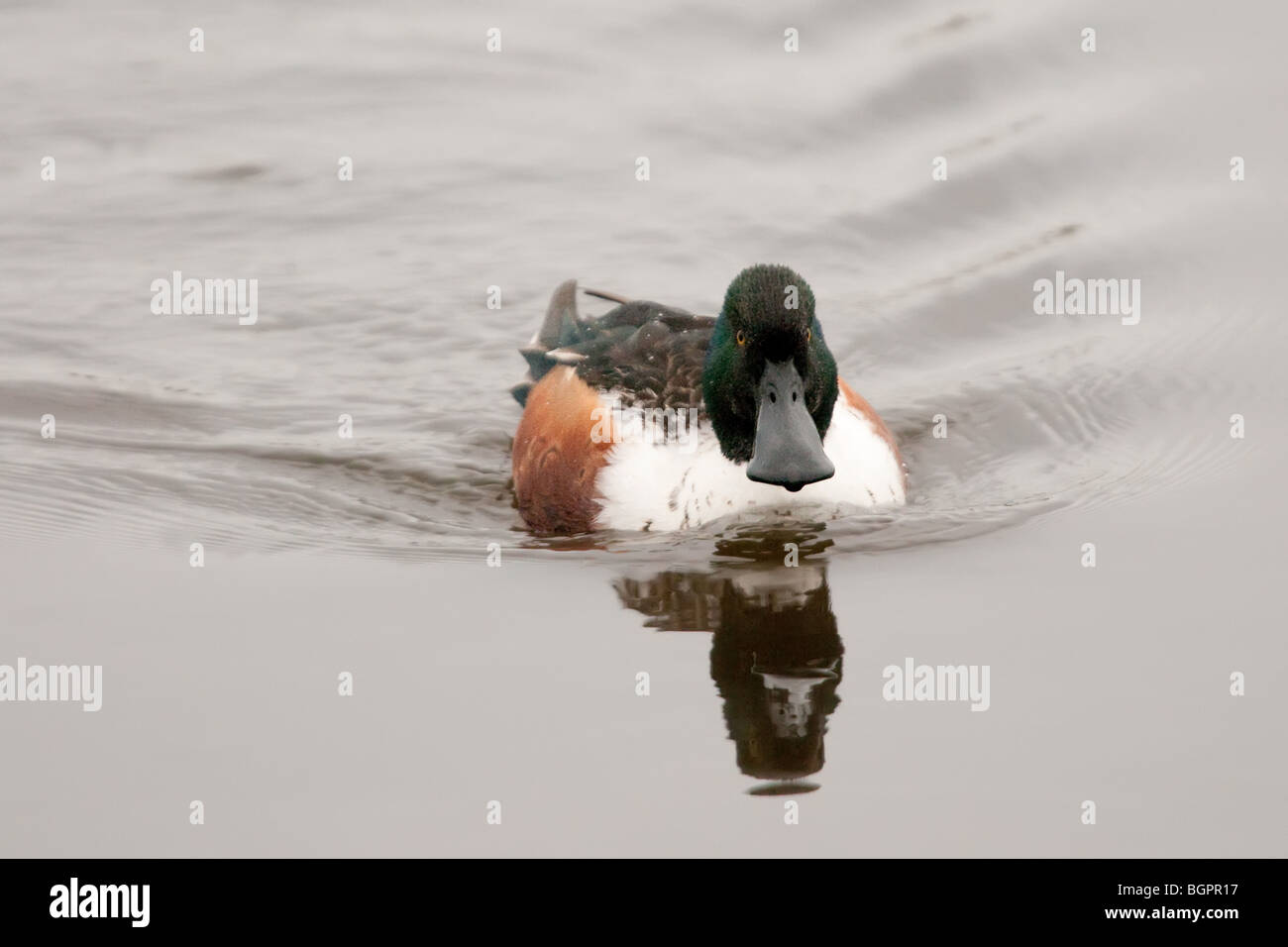 Shoveller duck hi-res stock photography and images - Alamy