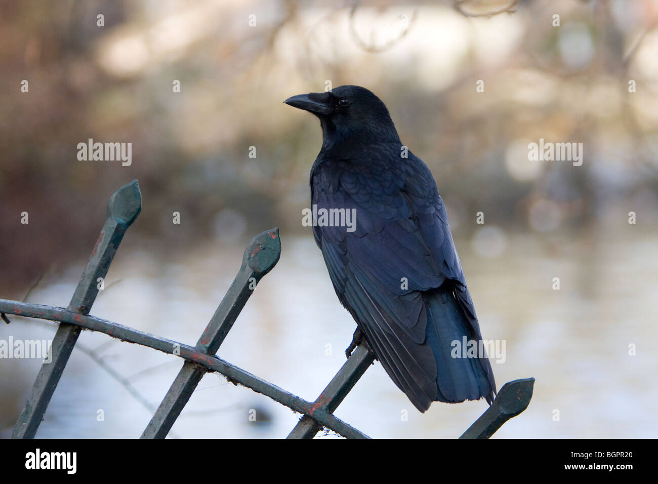 Tame crow hi-res stock photography and images - Alamy