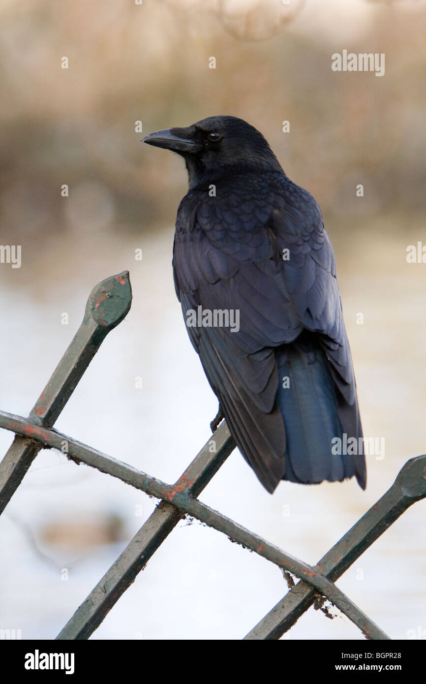 Tame crow High Resolution Stock Photography and Images - Alamy