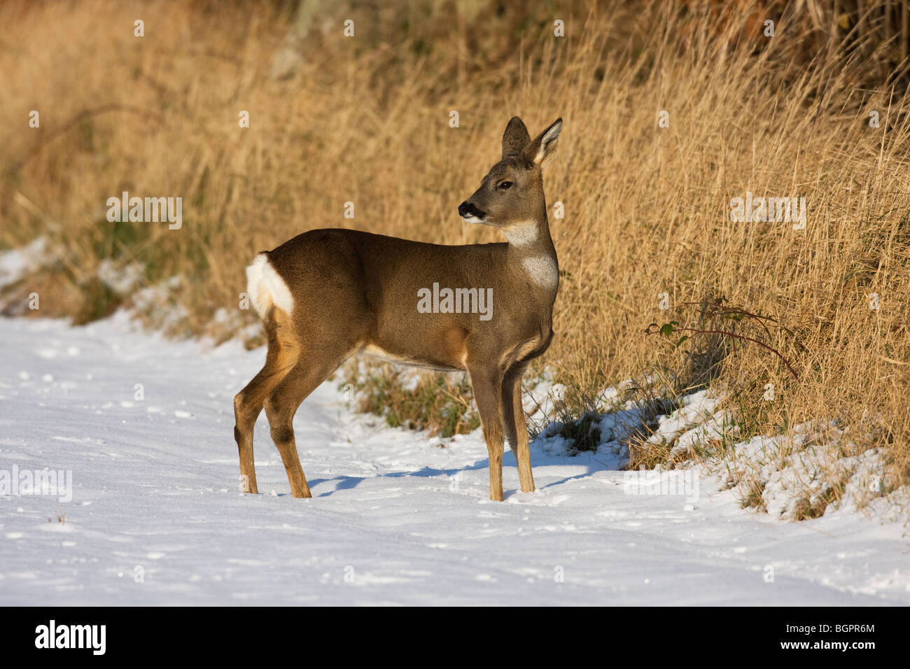 Scotland Roe Deer Doe High Resolution Stock Photography and Images - Alamy