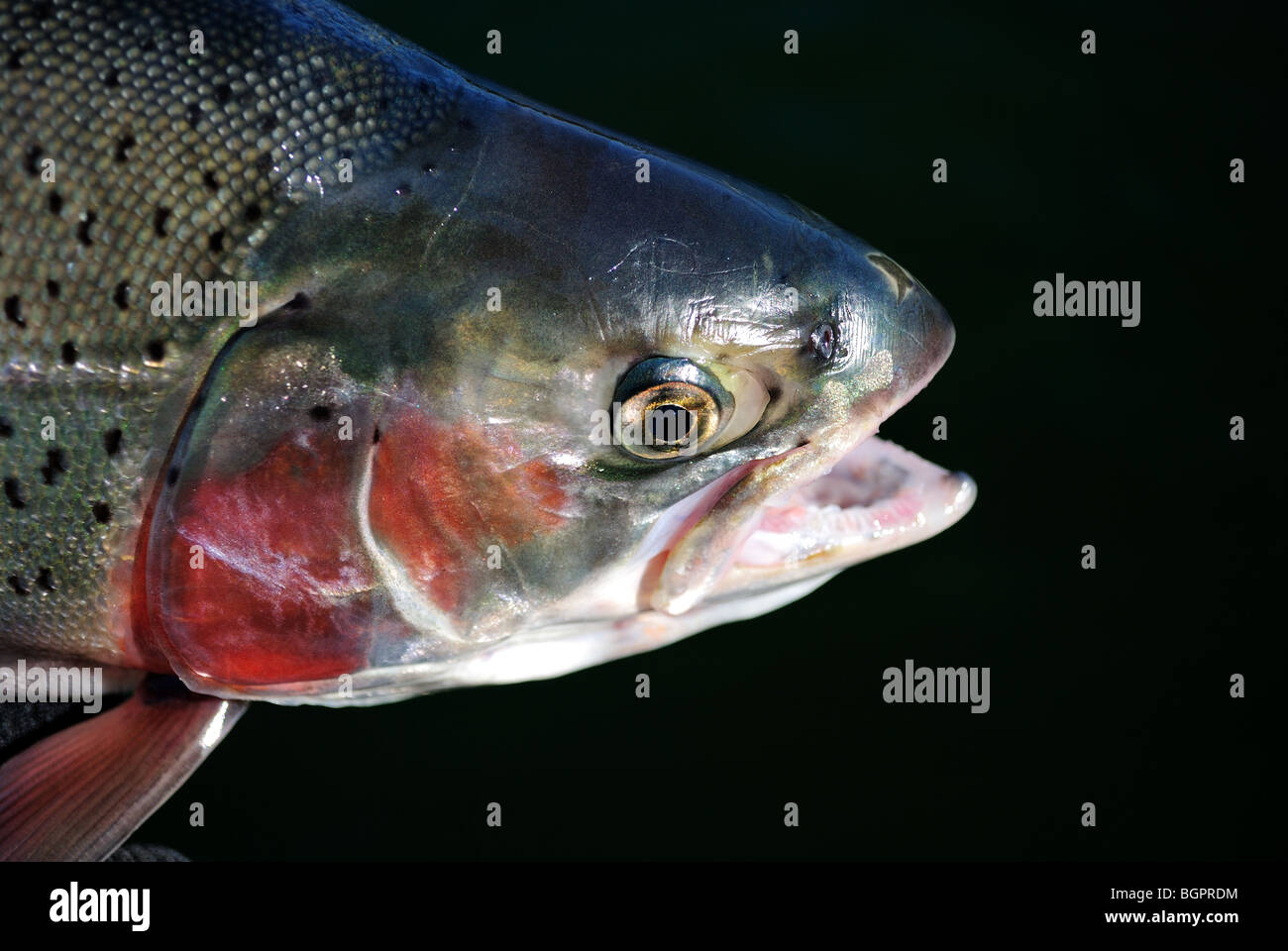 Rainbow trout being released Stock Photo - Alamy