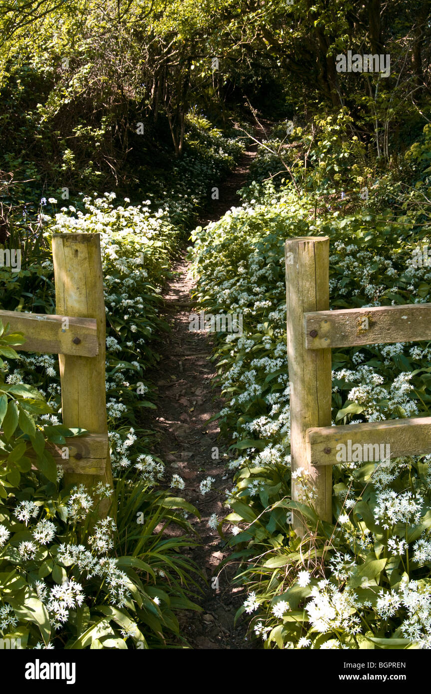 woodland in late spring Stock Photo - Alamy