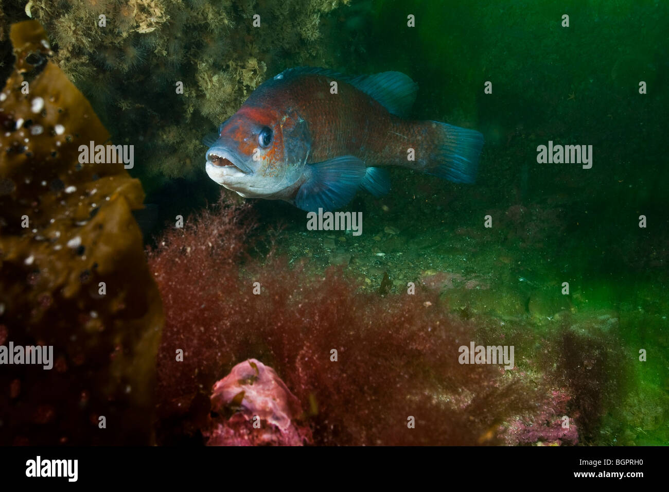Cunner Fish underwater in the Gulf of St. Lawrence in Canada Stock ...