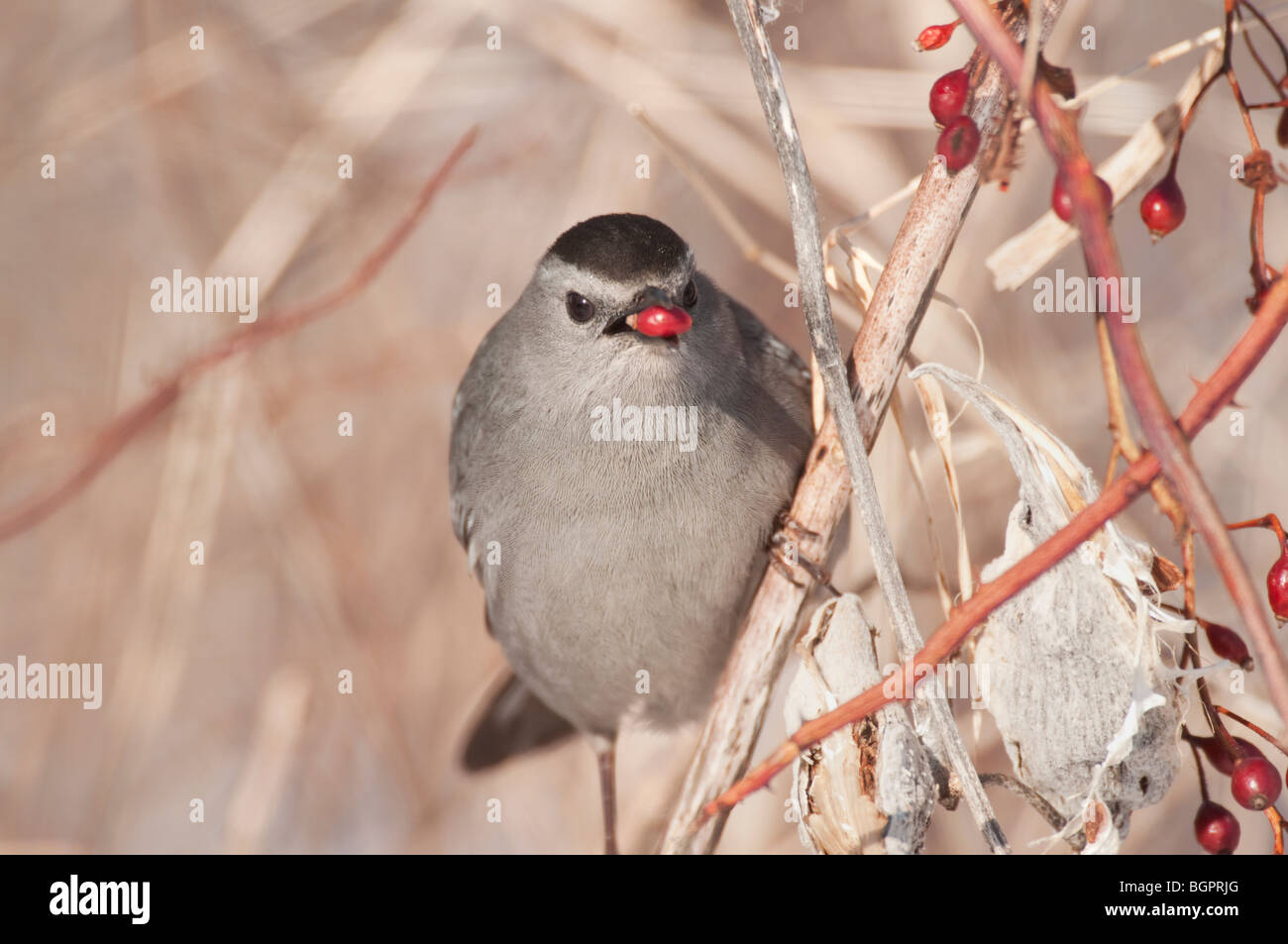 Rose hip bird hi-res stock photography and images - Alamy