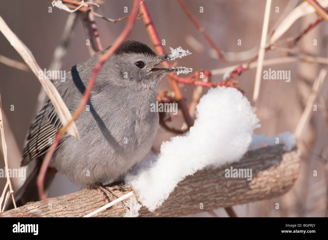 Catbird eating hi-res stock photography and images - Alamy