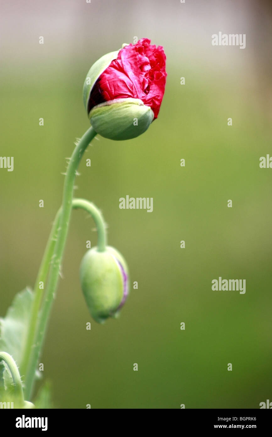 A poppy starting to bloom Stock Photo - Alamy