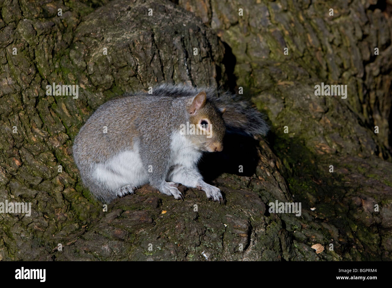Grey Squirrel Sciurus carolinensis sitting on side of tree, Kensington ...