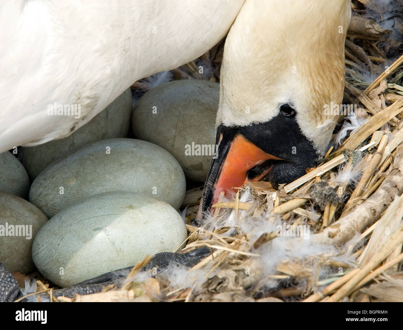 Female turning eggs hi-res stock photography and images - Alamy