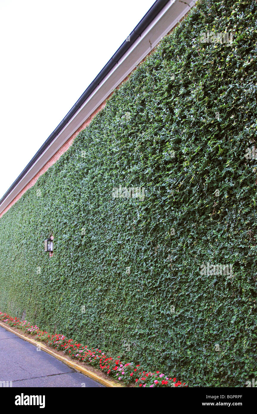 Ivy wall hi-res stock photography and images - Alamy