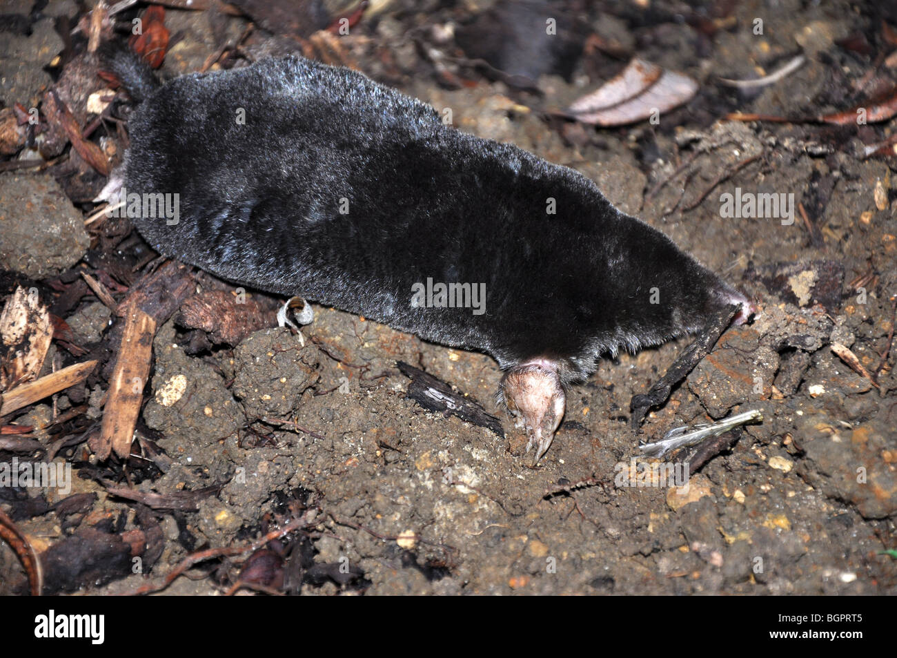 European Mole (Talpa europaea Stock Photo - Alamy