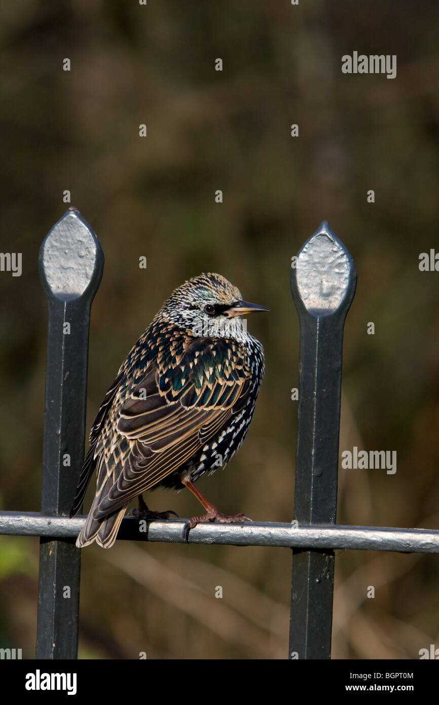 Starling Sternus vulgaris sitting on railings in Kensington Gardens ...
