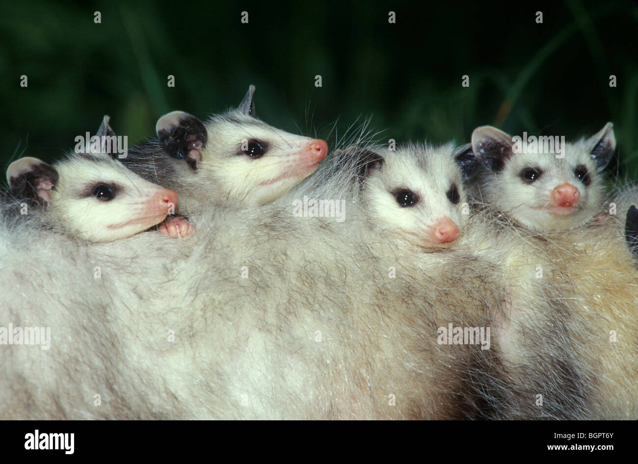 Bebé Didelphis Virginiana