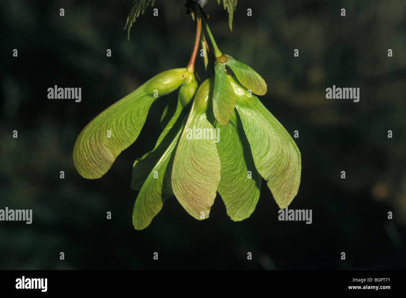 Silver Maple Tree Seeds