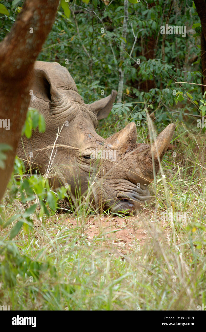 Angry rhino hi-res stock photography and images - Alamy