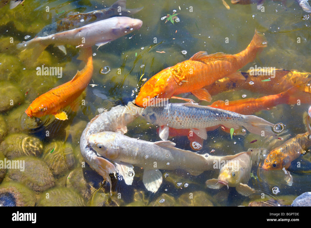 Ornamental carp hi-res stock photography and images - Alamy