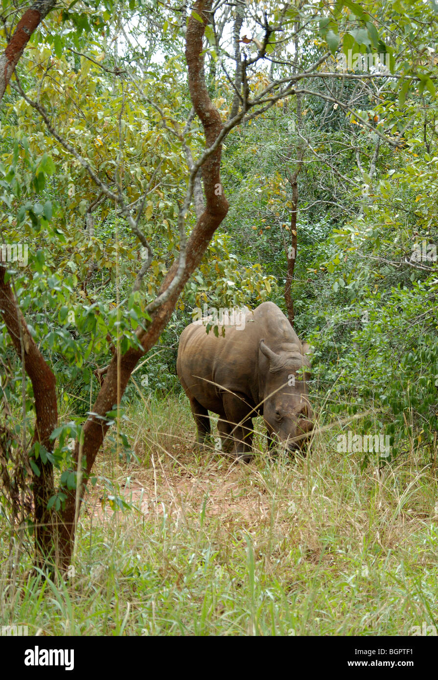 Baby rhino in desert hi-res stock photography and images - Alamy