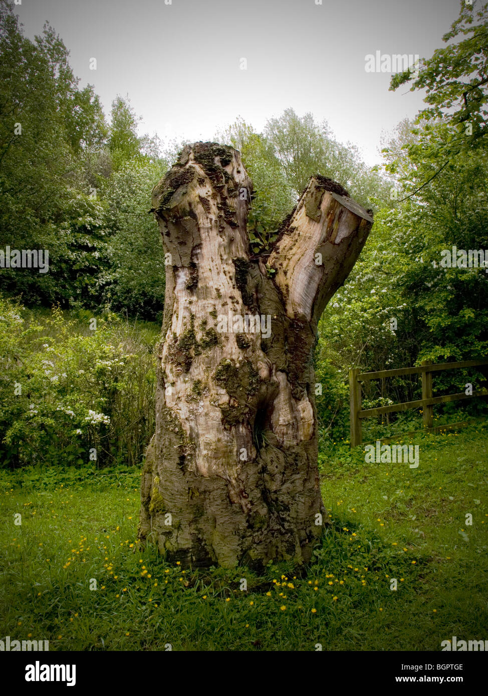 Pruned tree hi-res stock photography and images - Alamy
