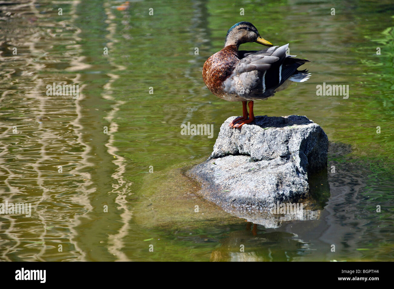 Japanese ducks hi-res stock photography and images - Alamy