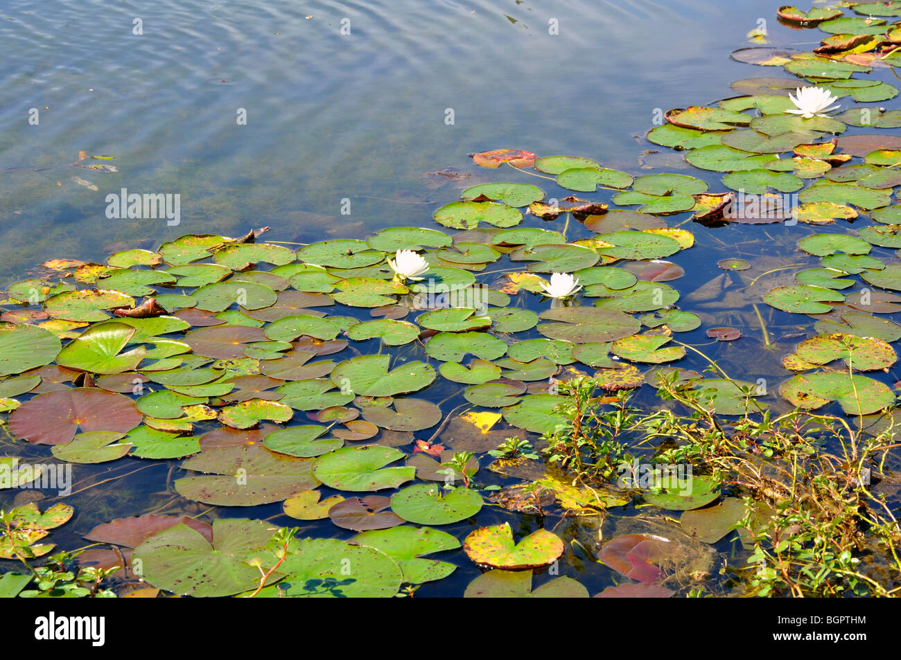 Water lily - Nymphaeaceae Stock Photo - Alamy