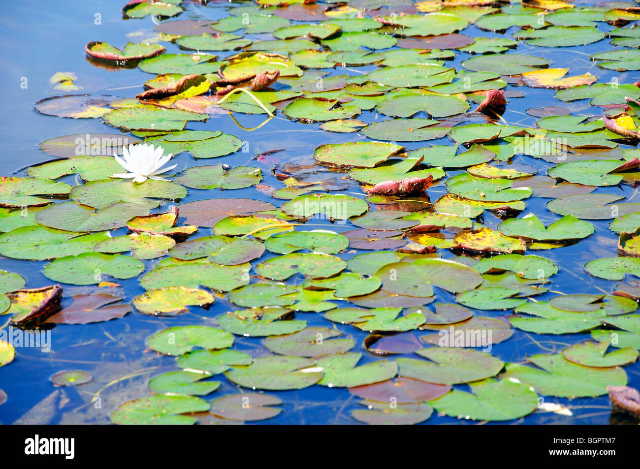 Nymphaeaceae hi-res stock photography and images - Alamy
