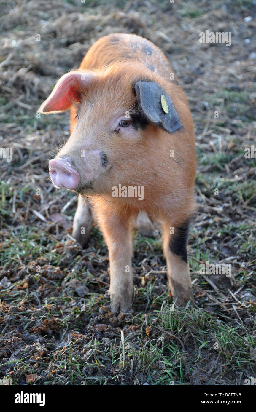 Solitary pig in Wildhern Hampshire Stock Photo - Alamy
