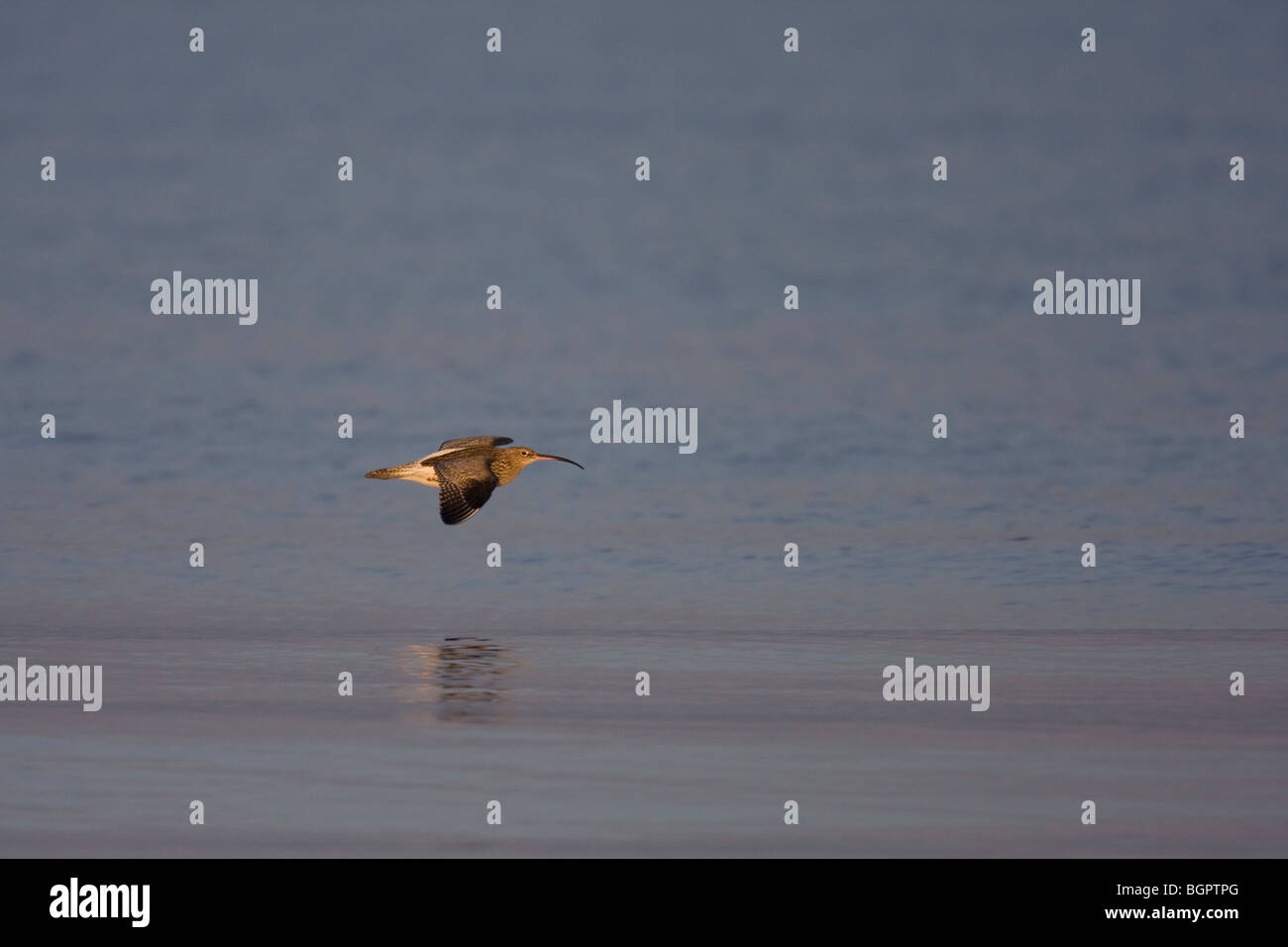 Single European Curlew Numenius arquata flying against calm sea, Steart ...