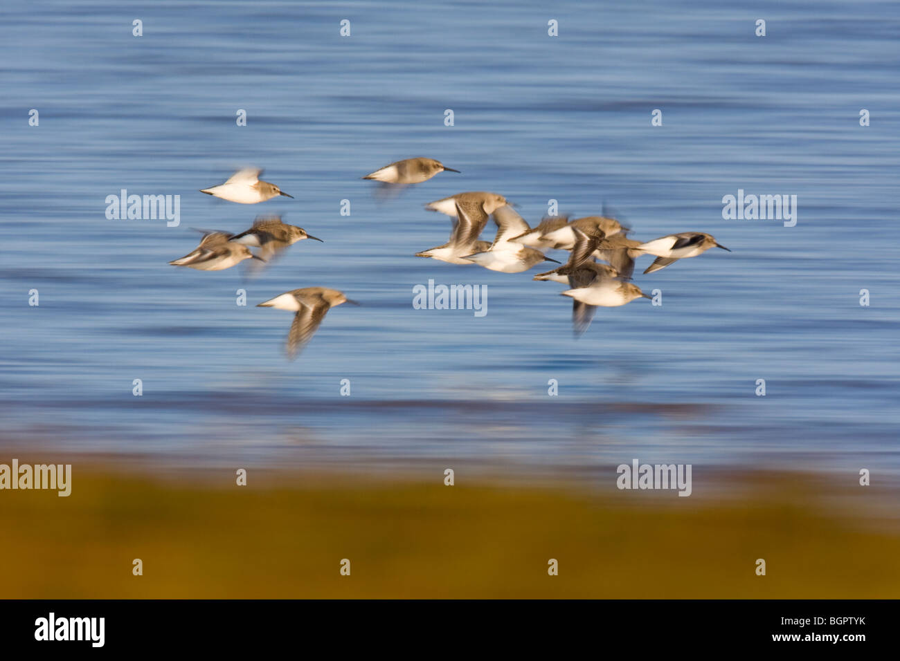 Abstract motion blur Dunlin Calidris alpina flying in small flock ...