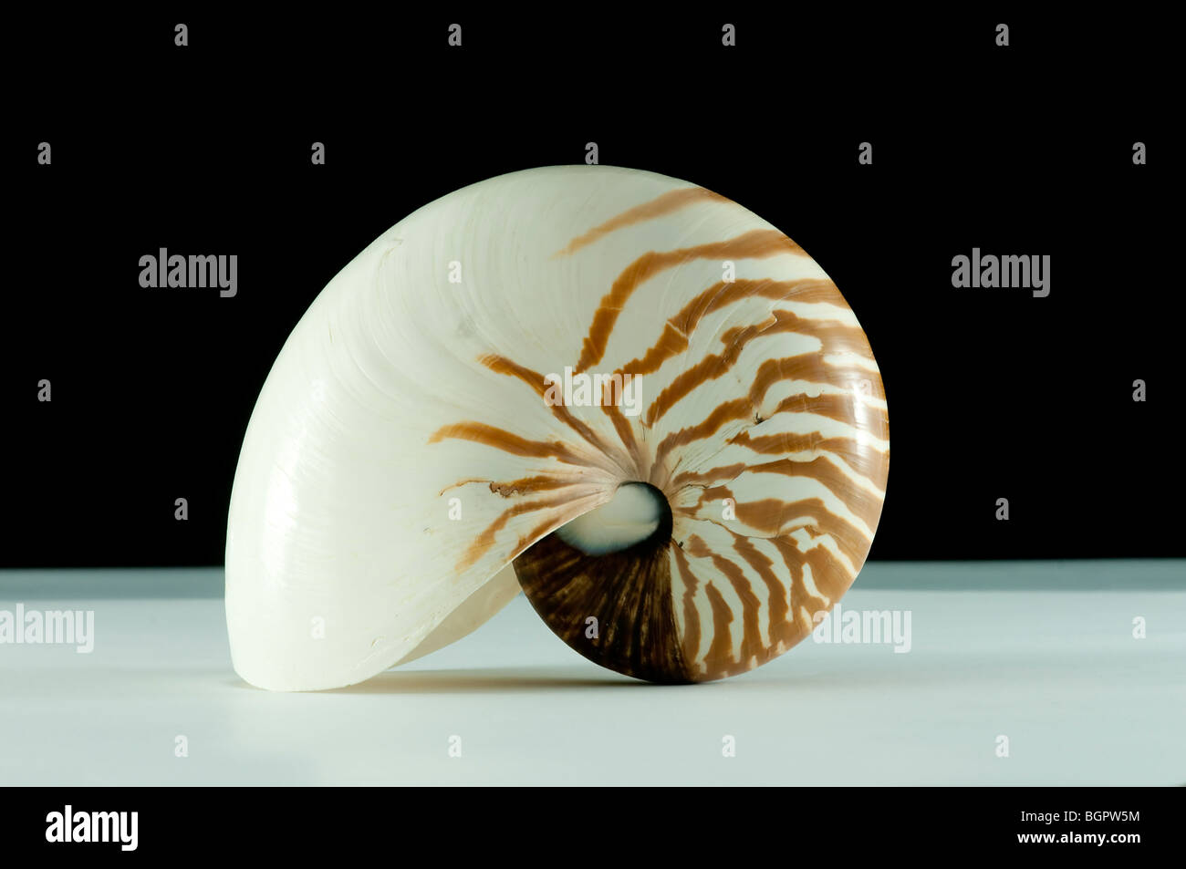 Strombus alatus hi-res stock photography and images - Alamy