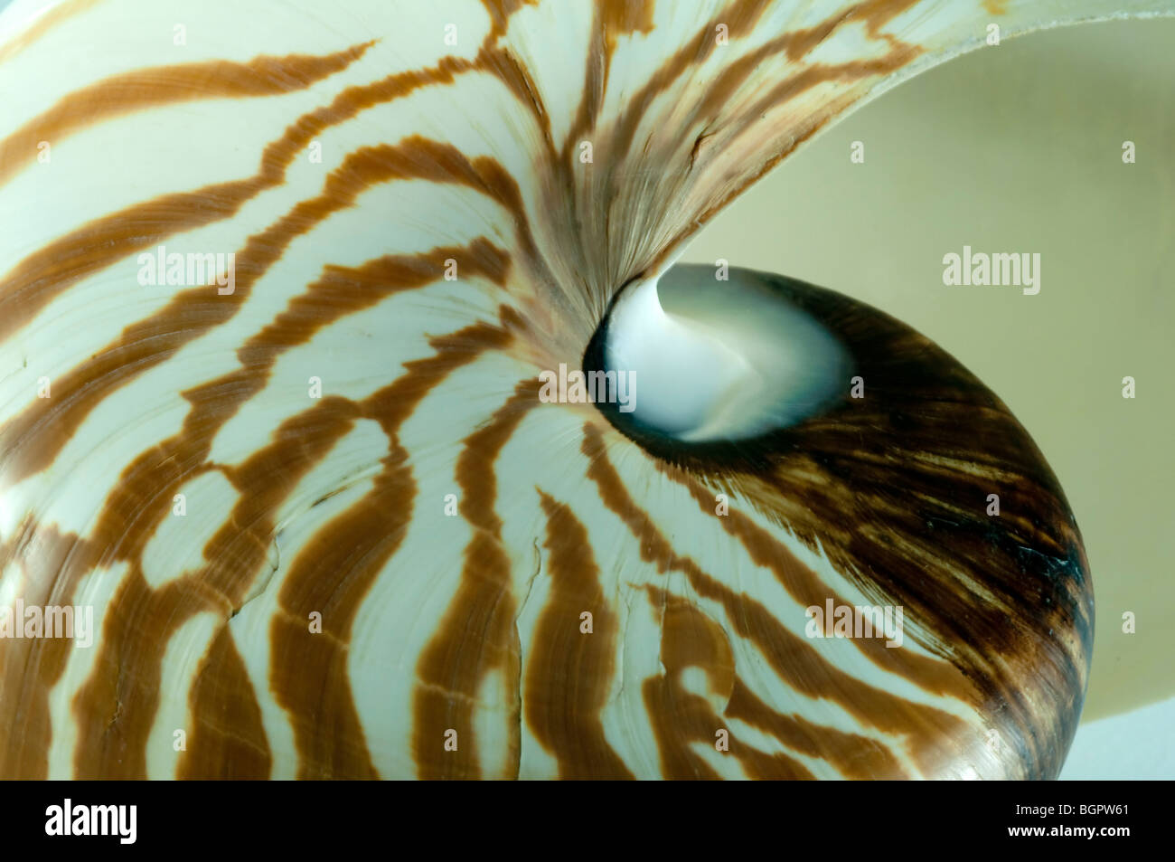 Tricorn stromb ( strombus Latisimus Stock Photo - Alamy